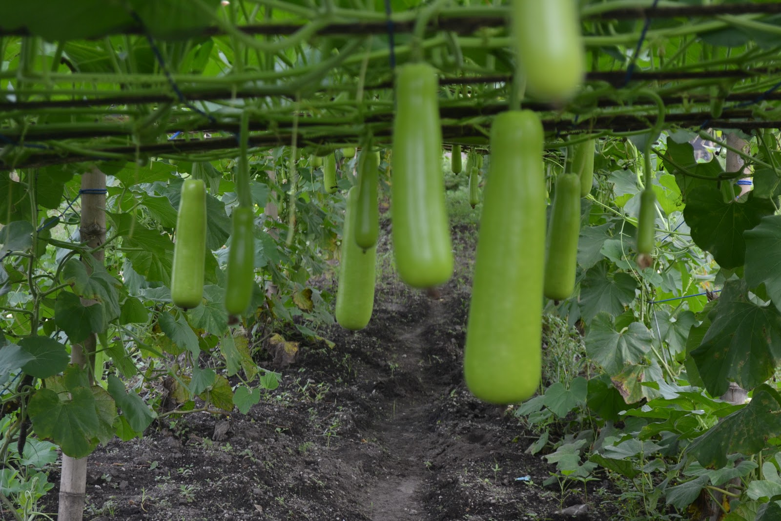Barangay Cannery Site: Agri-Lakaran Sa Gulayan