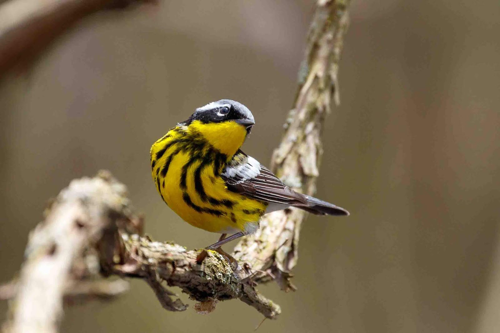 Magnolia warbler.