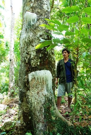 Elemi Essential Oil: The Things to Know