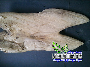 Koleksi Teras Kayu dan Batu: Teras Beluru @ Sintok (Akar)