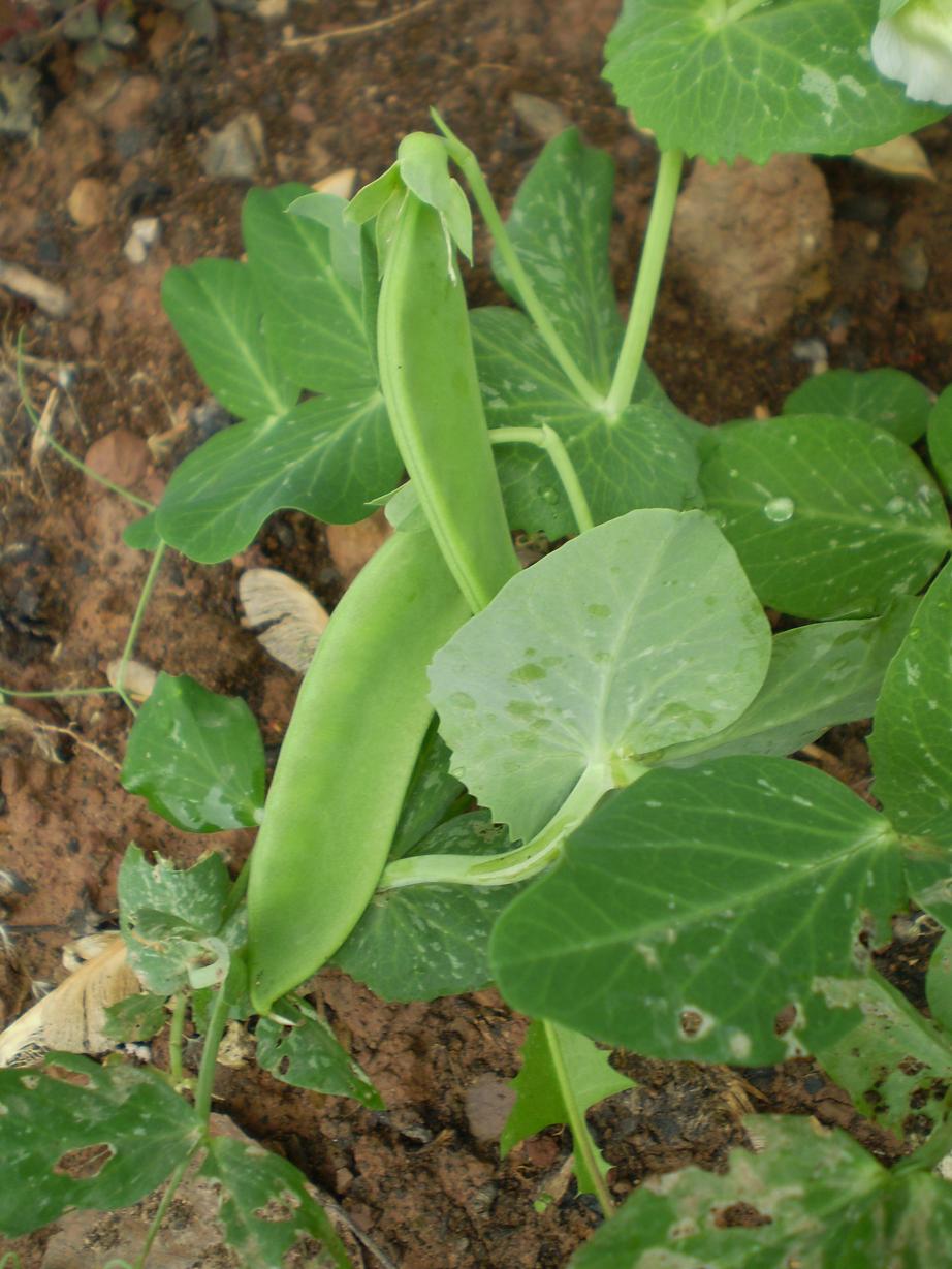 Green Jean: pea pods!