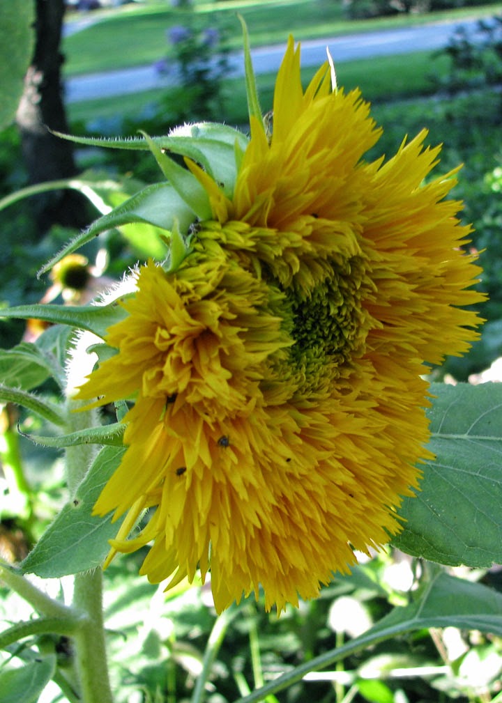 Larry's Photo a Day: Fluffy, Puffy, Frilly Sunflower.............