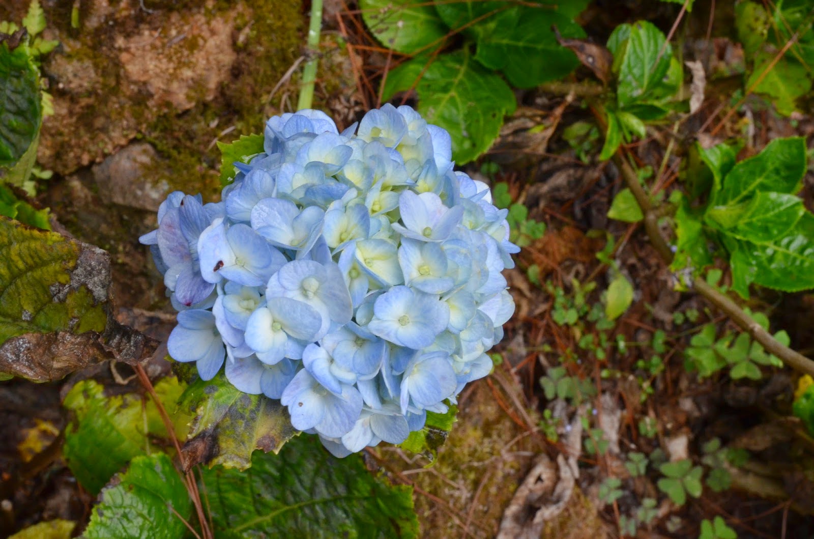 35 Most Beautiful Flowers in Baguio City