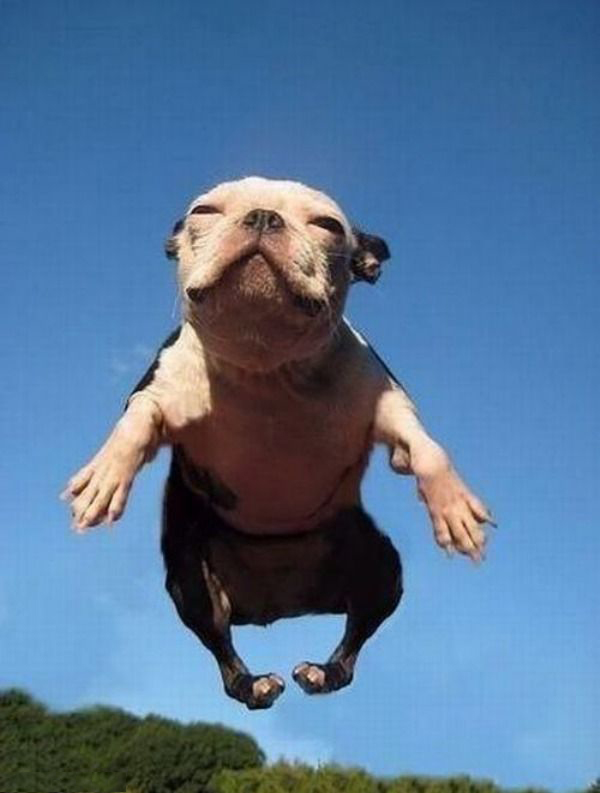 PinkyTalks: Fat dog can fly!