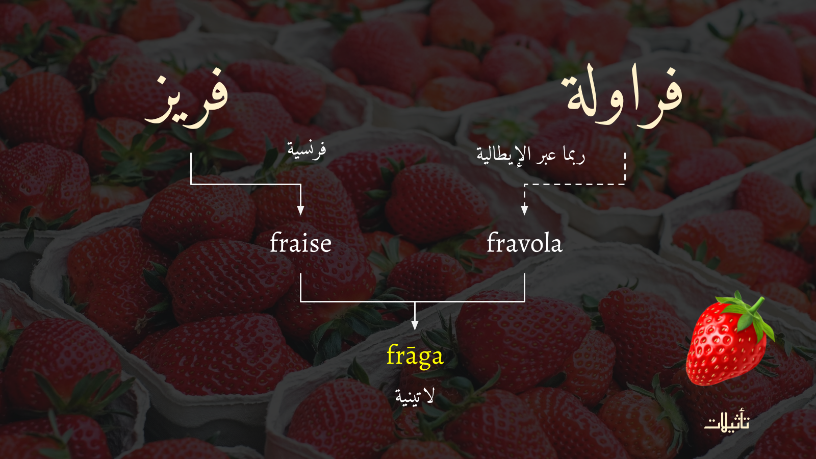 أصول الكلمات العربية | تأثيلات: أصل كلمة فرولة و فريز