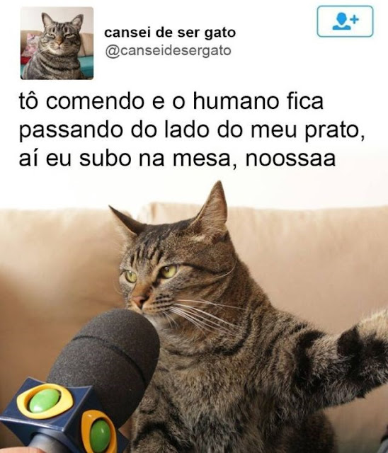 Os 12 Melhores Memes "Daquele Gato" ~ ZapZap da Zoeira