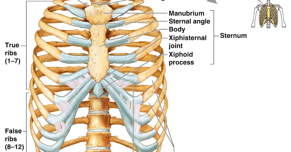 20+ Ide Populer Tulang Dada Sternum