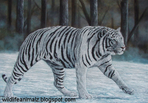 The White Tiger Amazing Facts & Images | The Wildlife