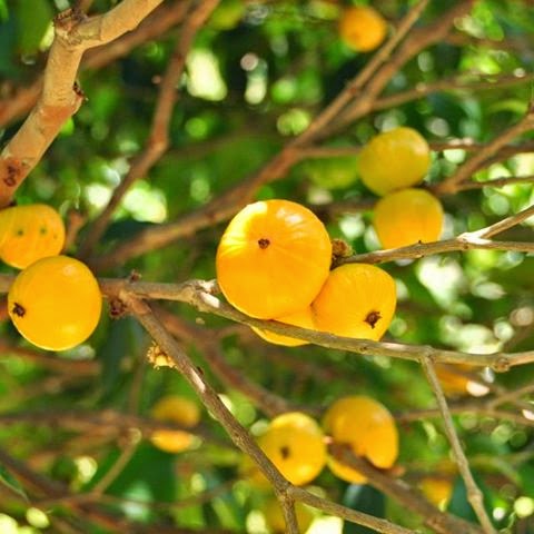 MUDAMATA: Cambucá - A joia rara!