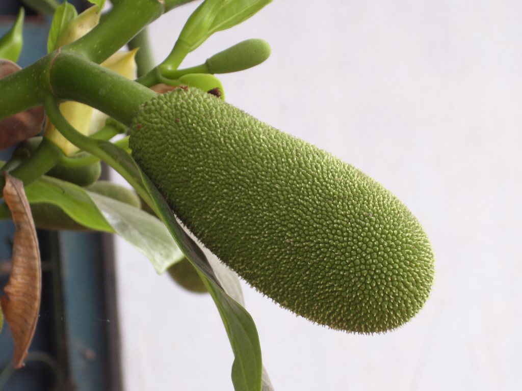 We love Our Bangladesh: Jackfruit (Kathal) -National Fruit of Bangladesh