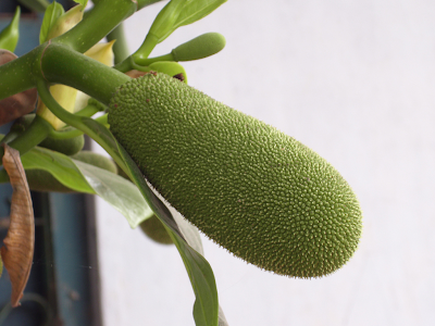 We love Our Bangladesh: Jackfruit (Kathal) -National Fruit of Bangladesh