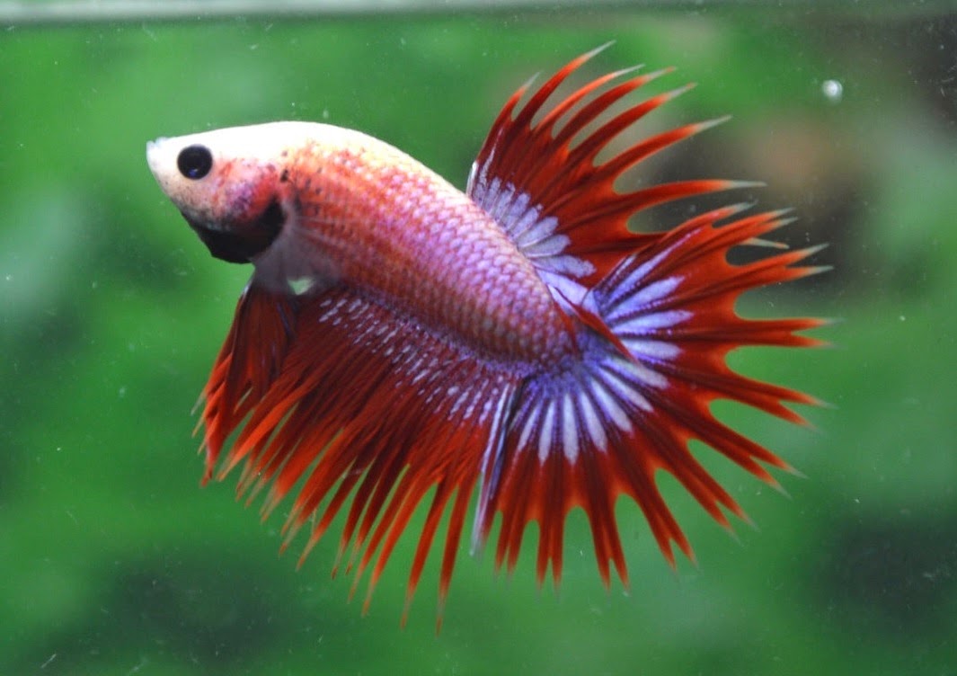 CT135 - Red Cambodian Crowntail ! ~ Betta 138