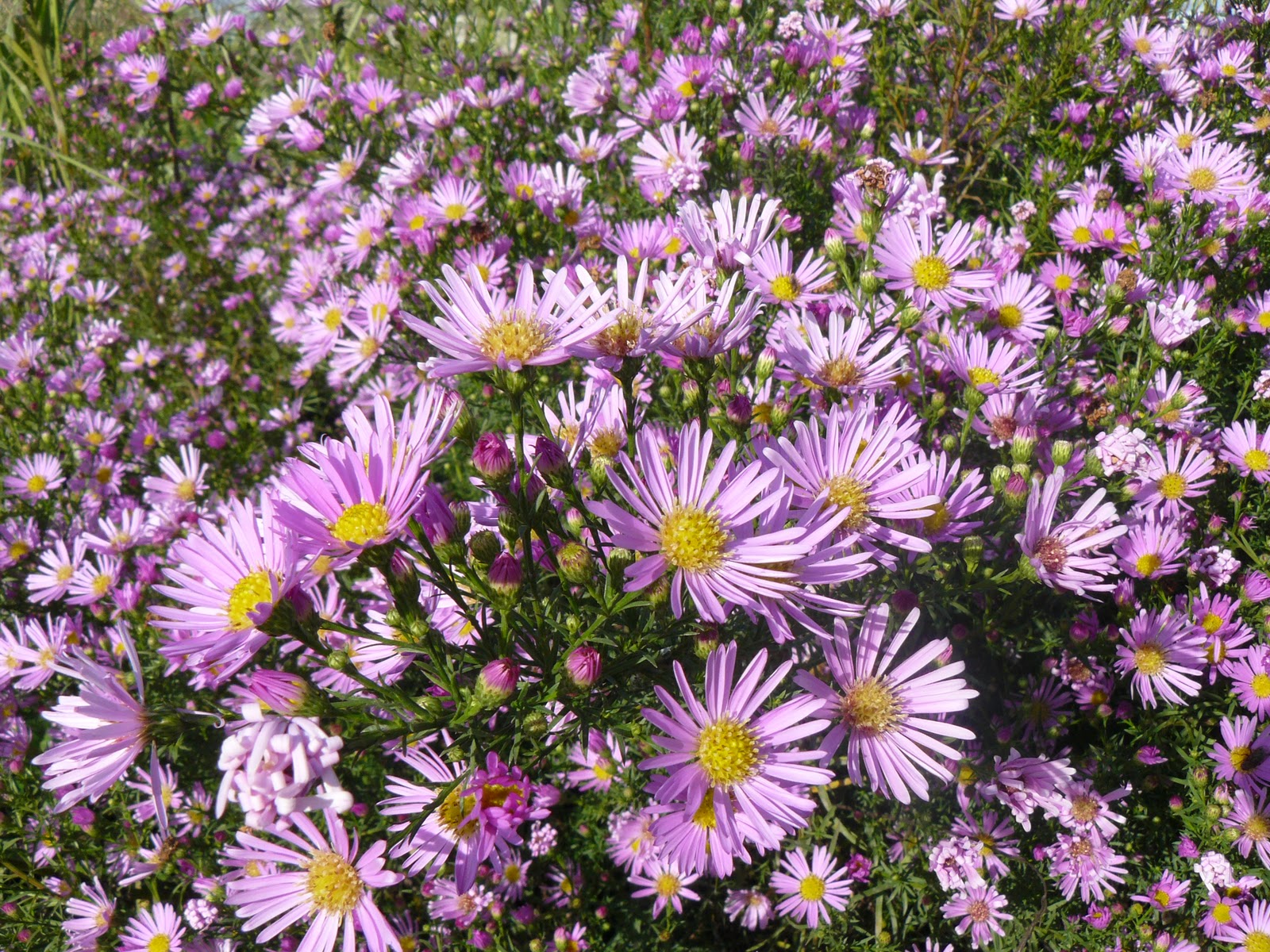 ALL THINGS GARDEN: Astrai astrūnai...