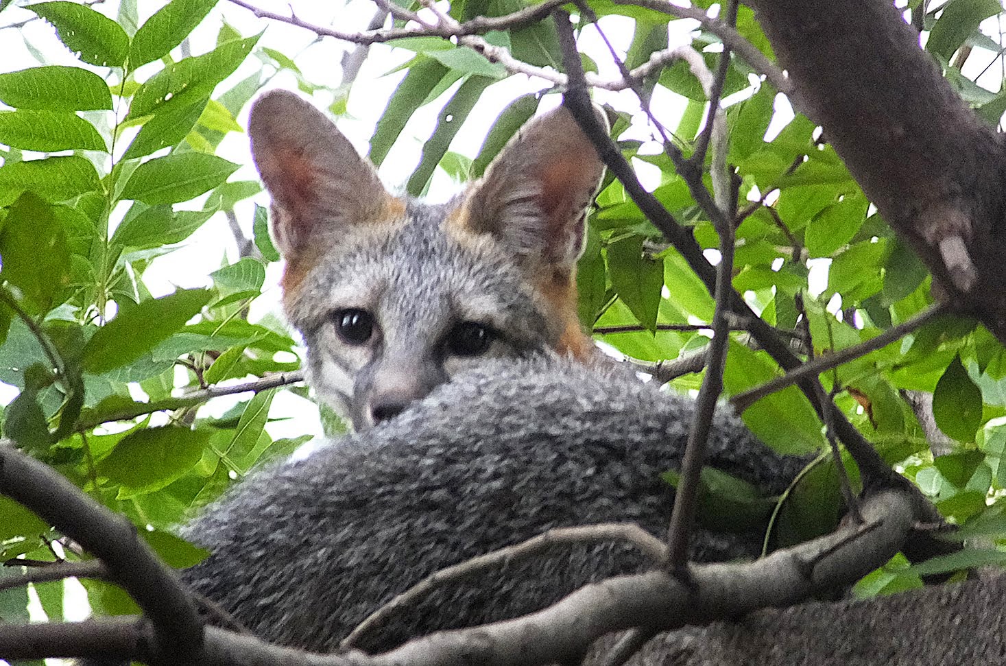 grey foxes * Tempe, AZ