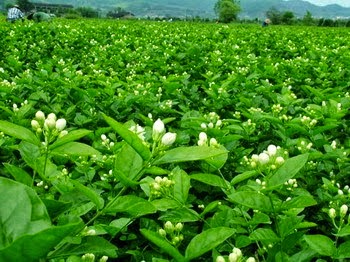 Jual pohon melati putih (jasminum-sambac-menur) | suplier tanaman hias ...