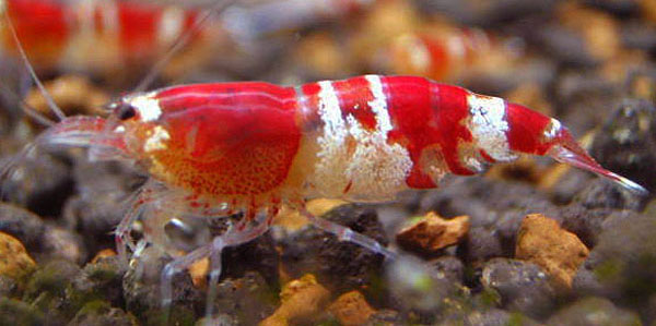 KFZ: GRADE RED BEE SHRIMP "CRYSTAL RED SHRIMP"