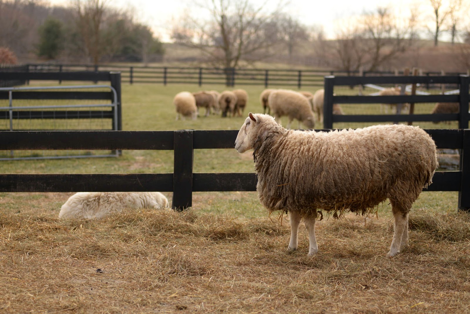 Punkin's Patch: Shivery Sheep