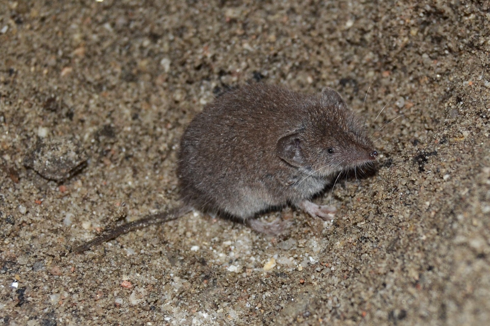 Amantes de la ornitología: Musaraña gris