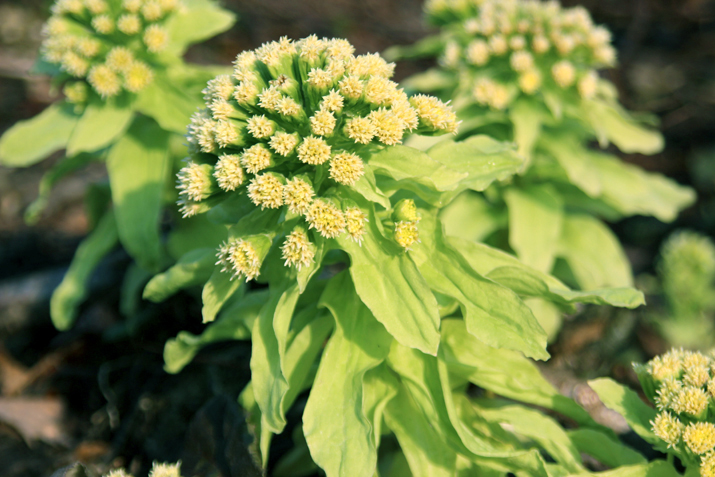 春一番の山菜、12枚のフキノトウの写真 - 雑談散歩