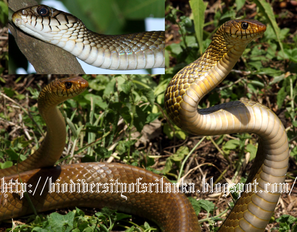 Biodiversity of Sri Lanka: ගැරඩියා/කහ ගැරඩියා/Garadiya/Rat Snake (Ptyas ...