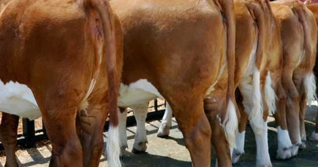 ANIMALS BEHAVING BADLY: Exploding cow farts start fire