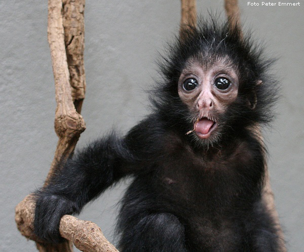 Google1st: ATELES ATELIDAE KLAMMERAFFEN PRIMATEN FAMILIE