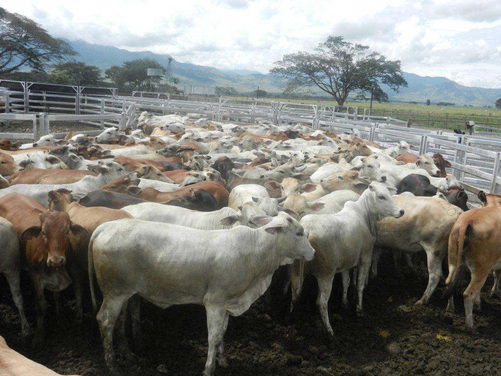 Malum Nalu: NBPOL beef nets K14.9 million in 2011