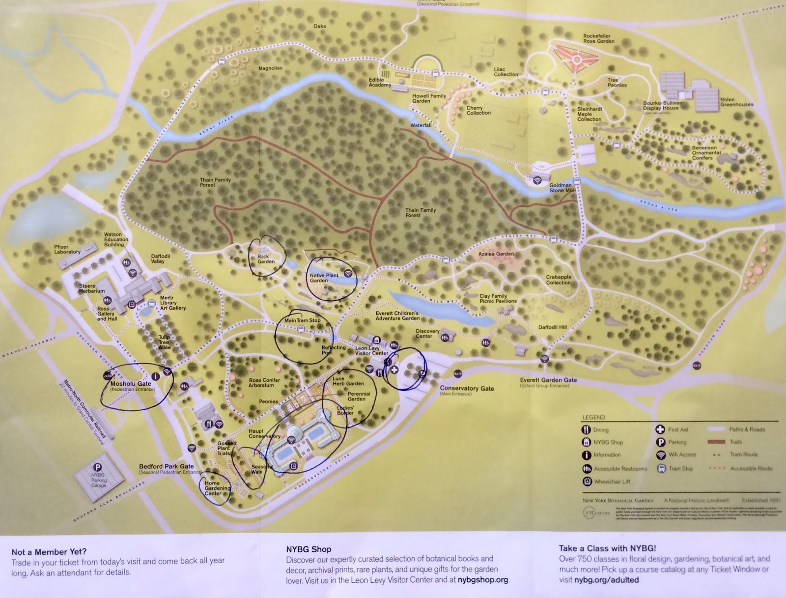 The 10 Year Plan: What do cigarettes, the Bronx and orchids have in ...