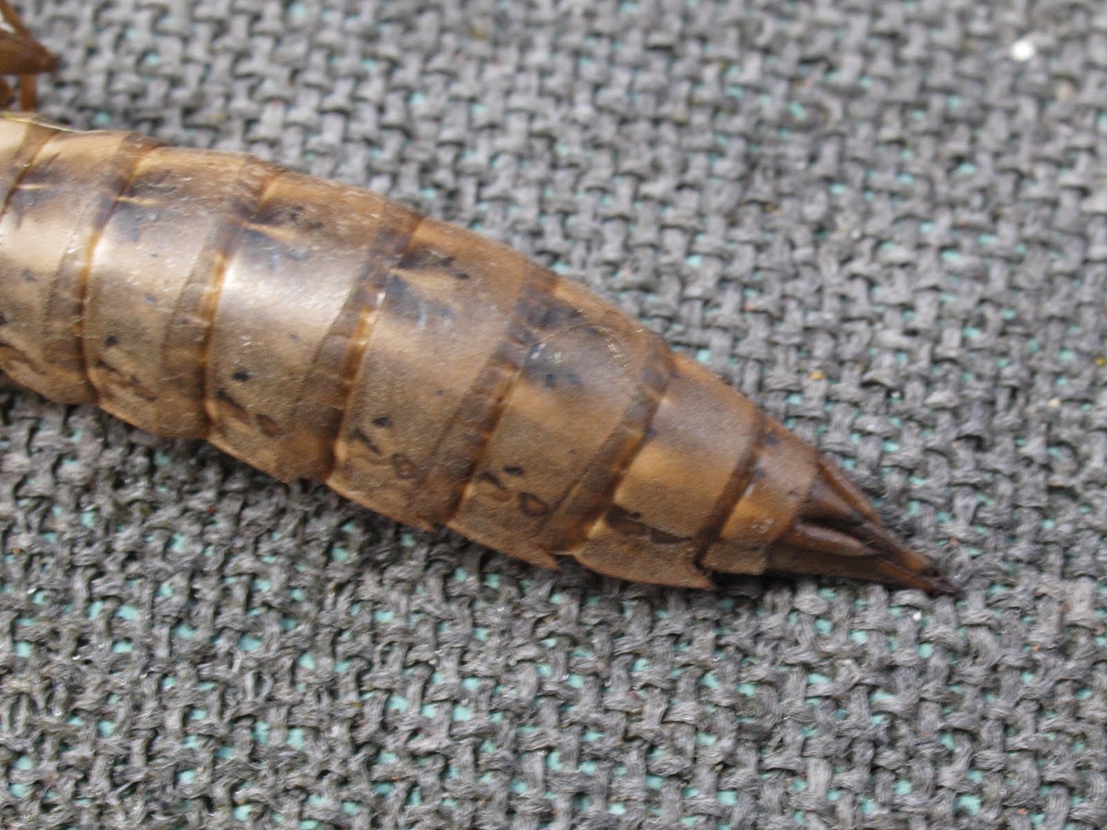 Ragged Robin's Nature Notes: Dragonfly Exuvia