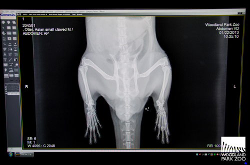 New otter is in great shape