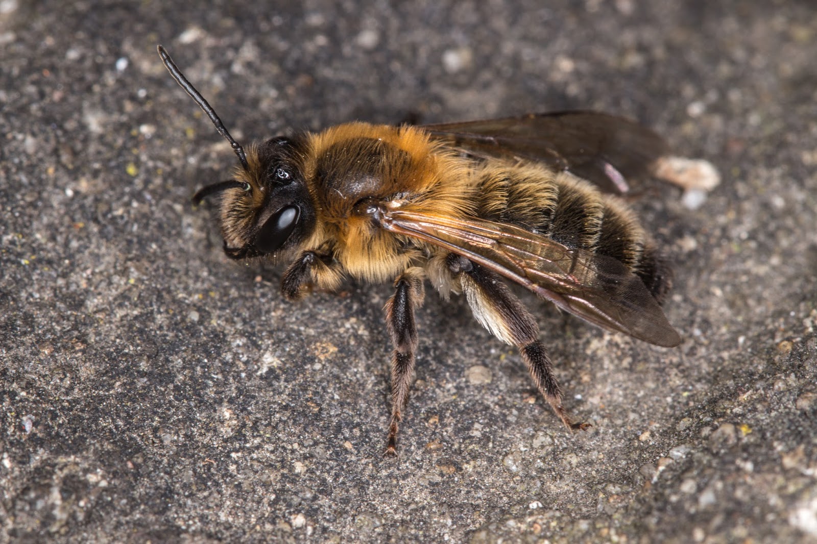 TrogTrogBlog: Andrena scotica