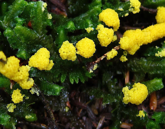 Saratoga woods and waterways: Plant People at Play