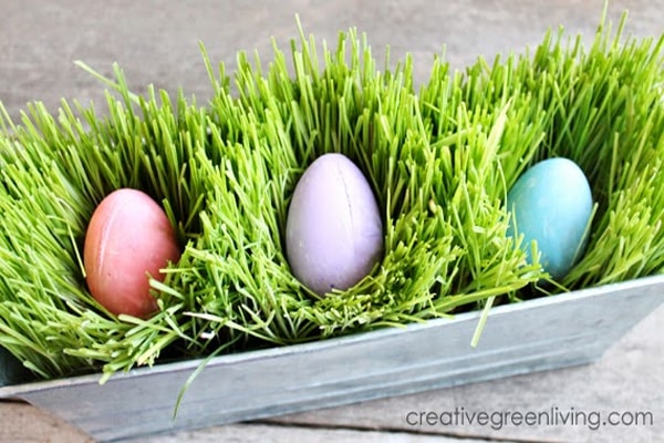 How to Grow Your Own Edible Easter Grass | Creative Green Living