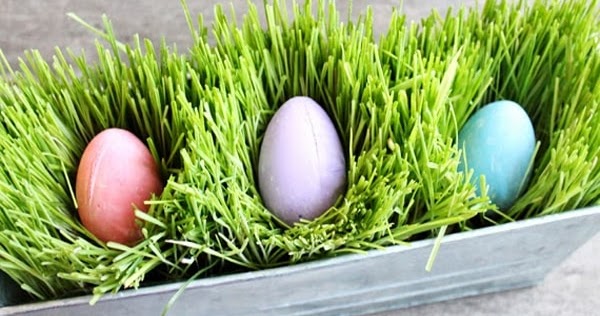 How to Grow Your Own Edible Easter Grass | Creative Green Living