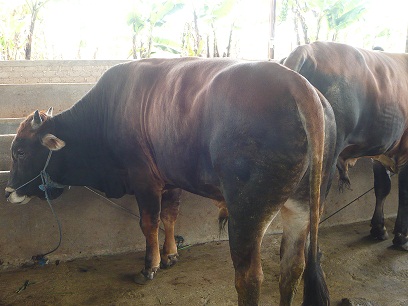 PETERNAKAN SINDORO ANDHINI: SAPI BAKALAN