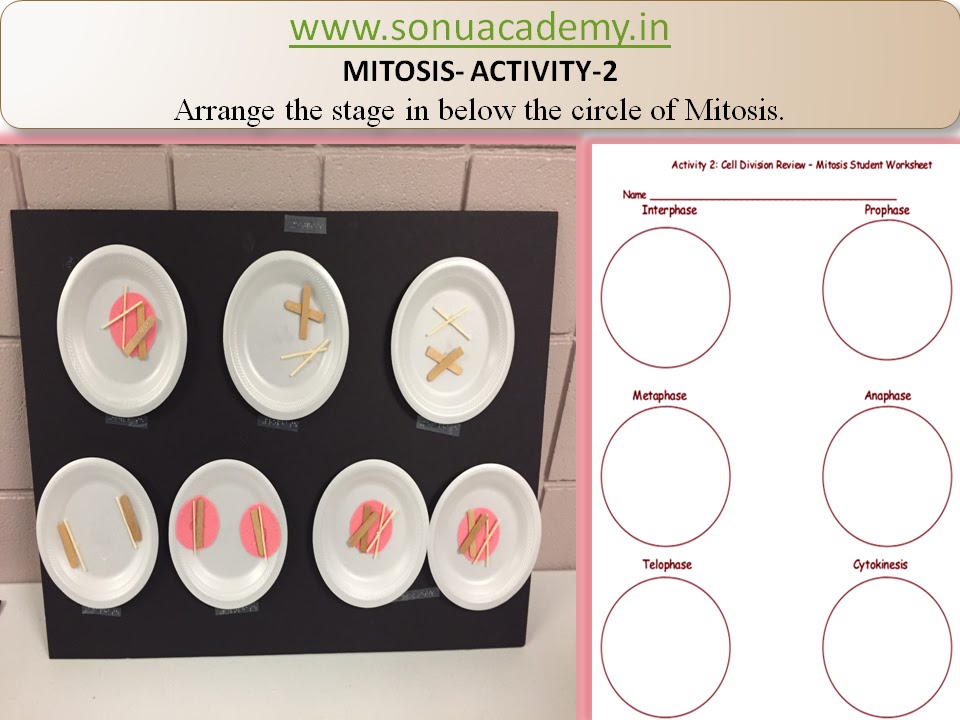 SONU ACADEMY: MITOSIS - ACTIVITY 2