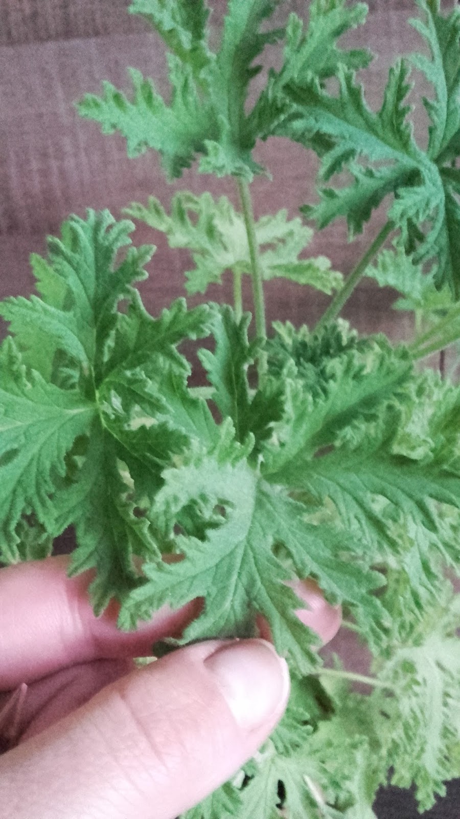 Geranium zwane anginka, cudowna jest to roślinka