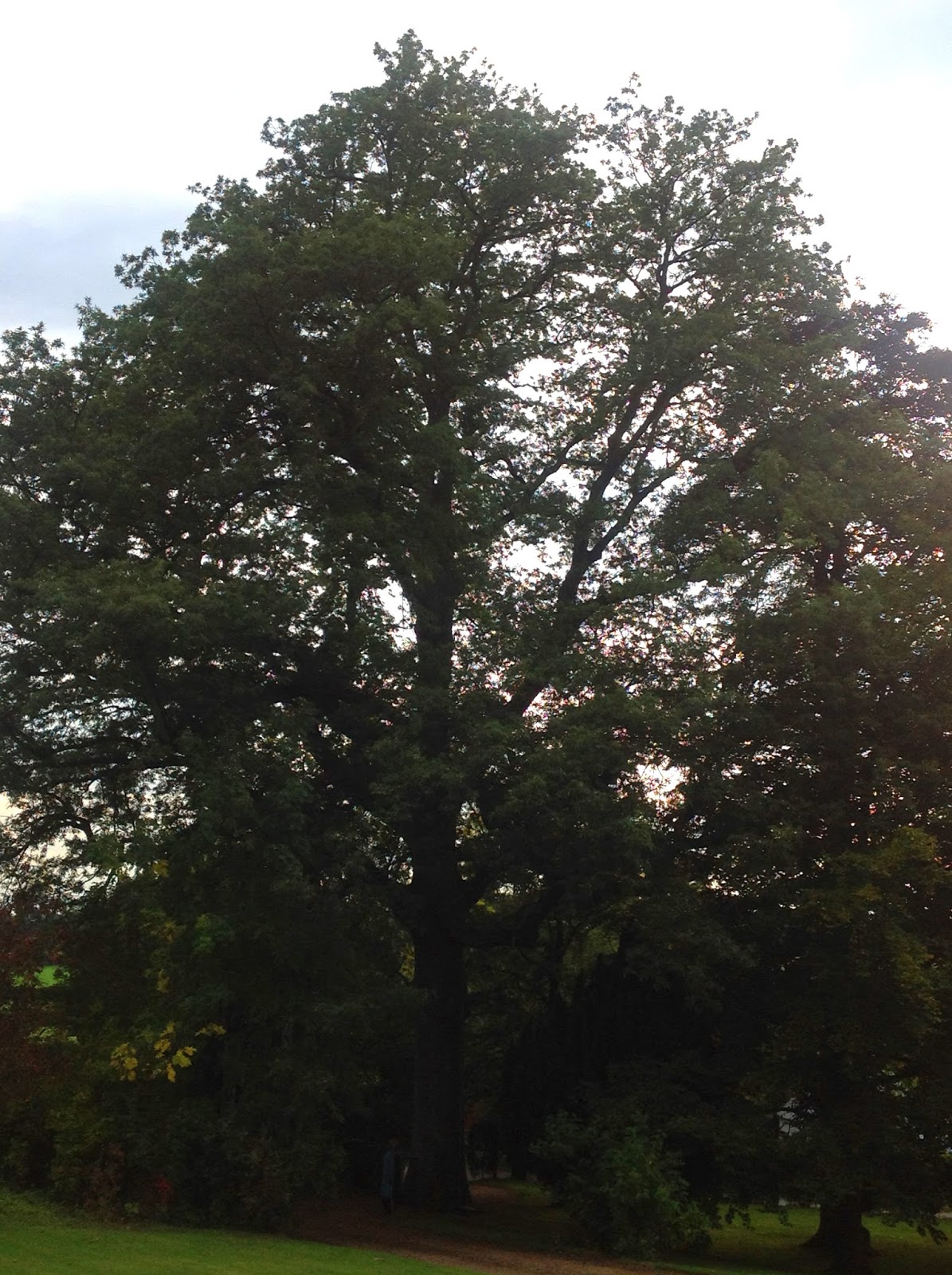 Giant Trees From Around The World: Oak Trees