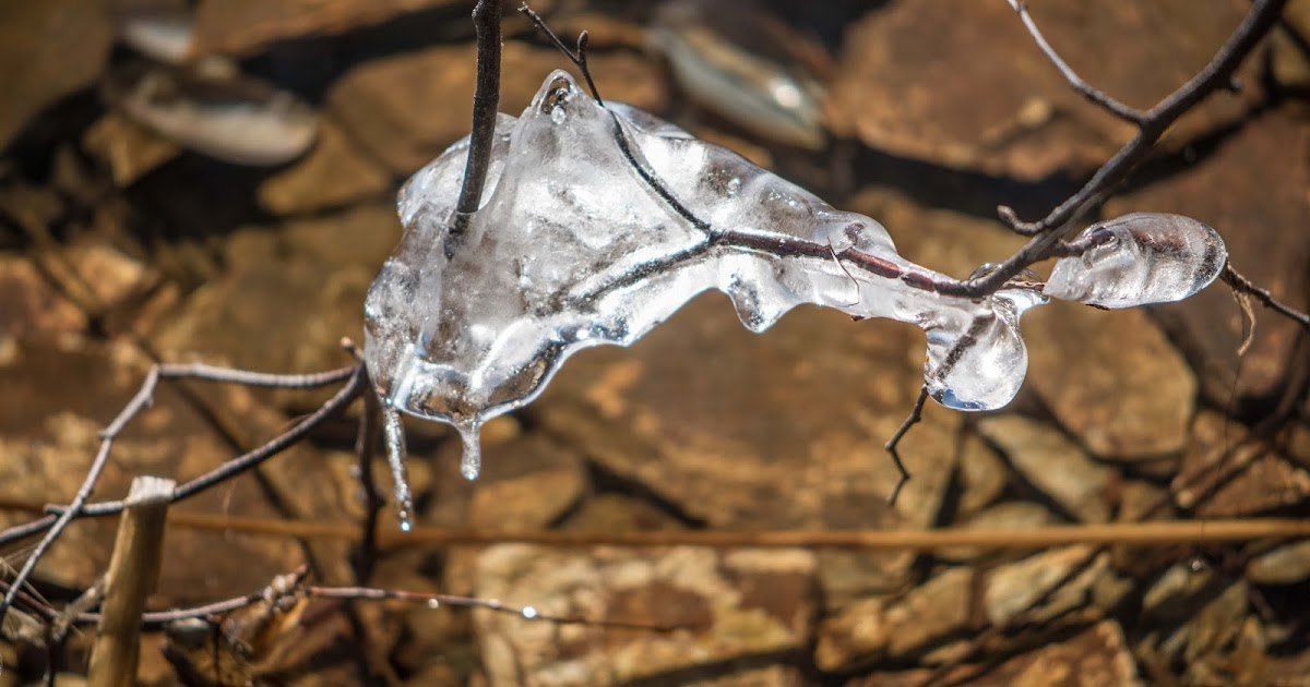 PSYCHOSCAPES: Horned Pout Leaping to Higher Consciousness