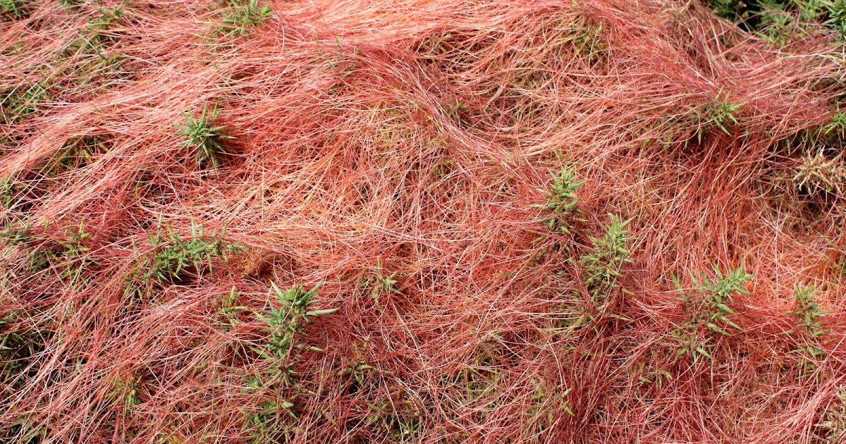 ¿Qué es Quilo de Ciencia?: El secuestro genético de las plantas parásitas