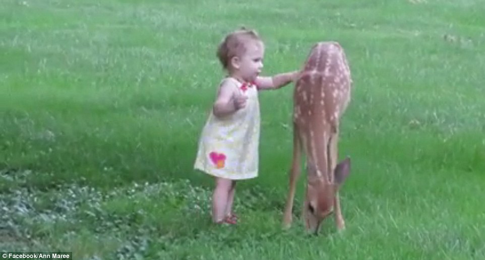 White Wolf : Unbelievably cute moment timid deer allows little girl to ...