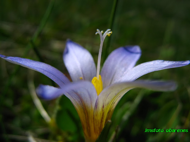 MONTES OBARENES ENTORNO Y VIDA: Azafrán falso (Romulea bulbocodium)