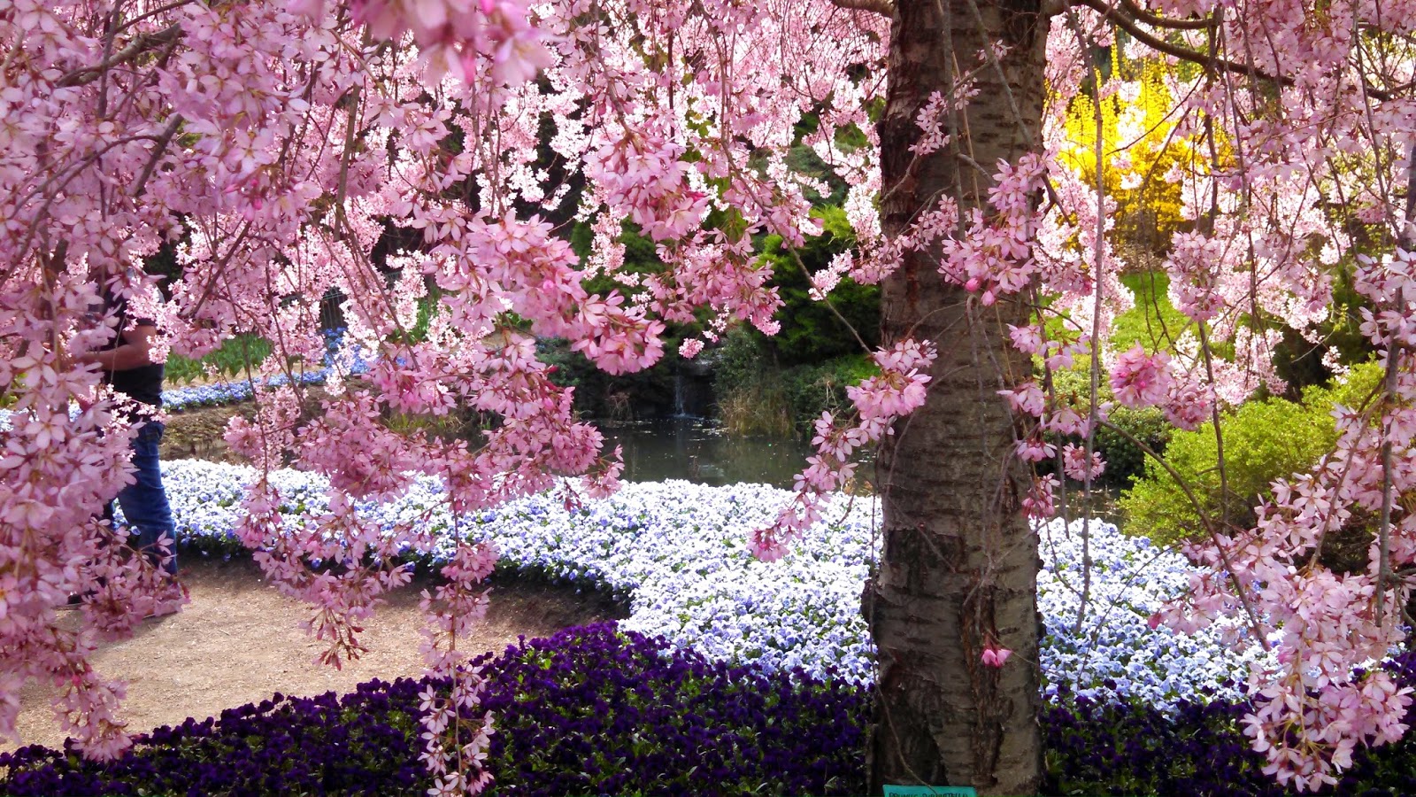 Cherry Blossoms Tulip Top Garden Canberra Australia