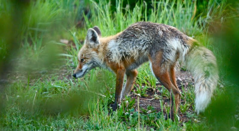 Red Fox at Silver Queen West