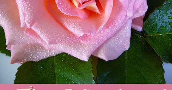 The Symbolism and Meaning of Pink Roses