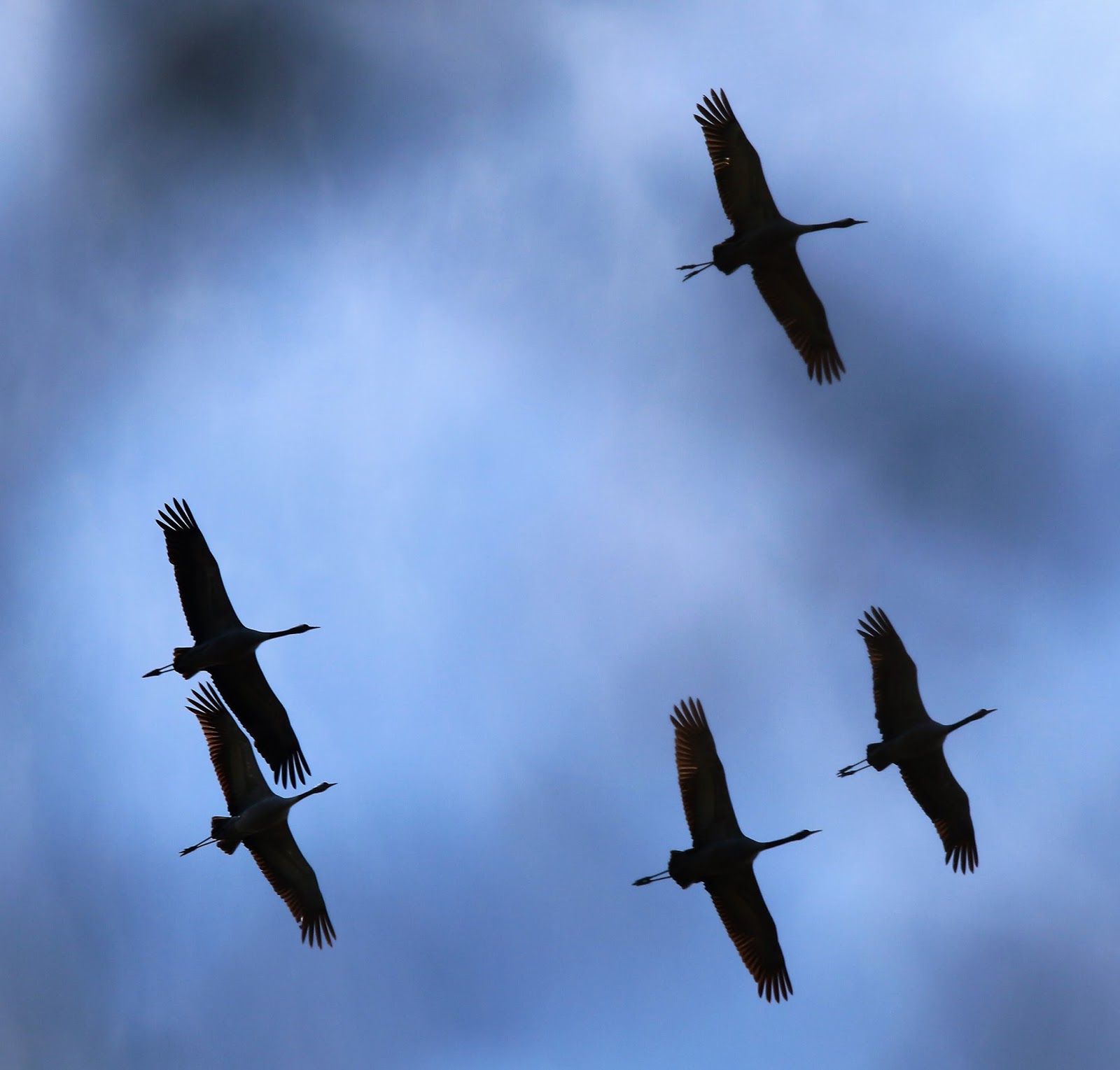 Norfolk Wildlife Trust: Winter wildlife magic at Hickling Broad