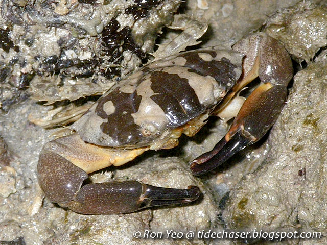 tHE tiDE cHAsER: Rubble Crabs (Phylum Arthropoda: Family Xanthidae) of ...