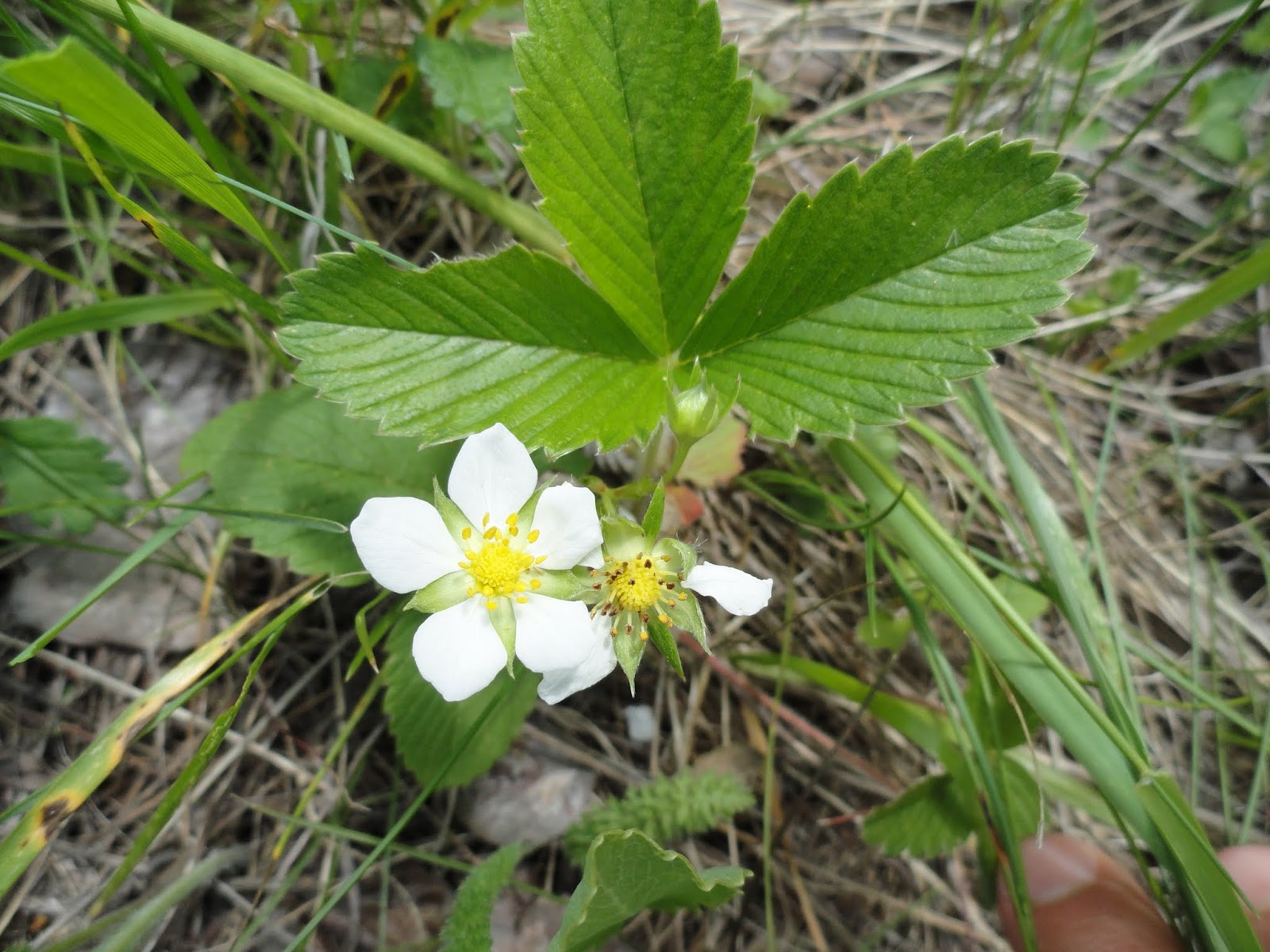 Frumusetile naturii: Fragi de padure (Fragaria vesca)