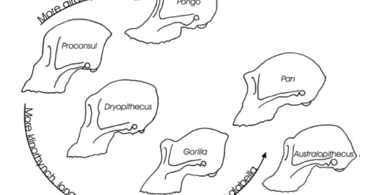 Paleoantropología hoy: Mioceno Inferior (hace 24-16 Ma). Radiación de ...