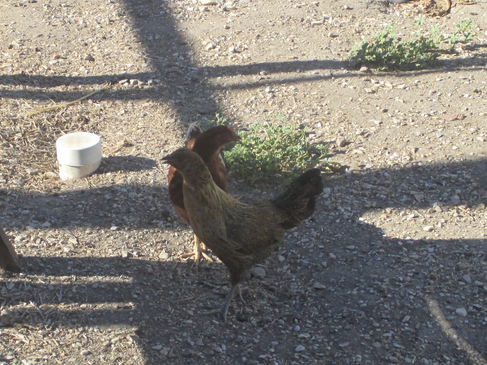 'S Wonderful: Warning: Chicken Panic Is Contagious